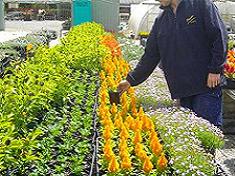 Nursery Plant Benches in Sydney Austrlalia | Grow & Display Plants