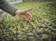 Things on reproducing cuttings & how to automate new plants into trays