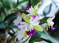 4 Vital things to know in choosing an orchid shade house