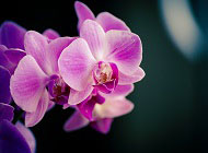 5 Things that help orchids grow better in shade houses